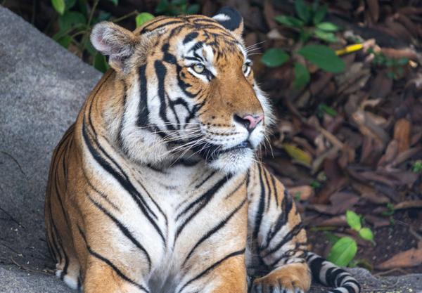 Zoos - Into the wild | attractionsmanagement.com